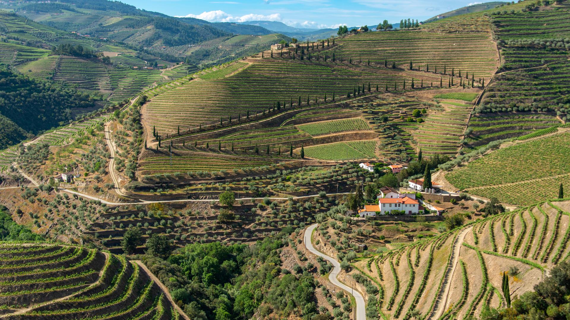 Alto Douro Vinhateiro - Explore as Vinhas Centenárias de Portugal
